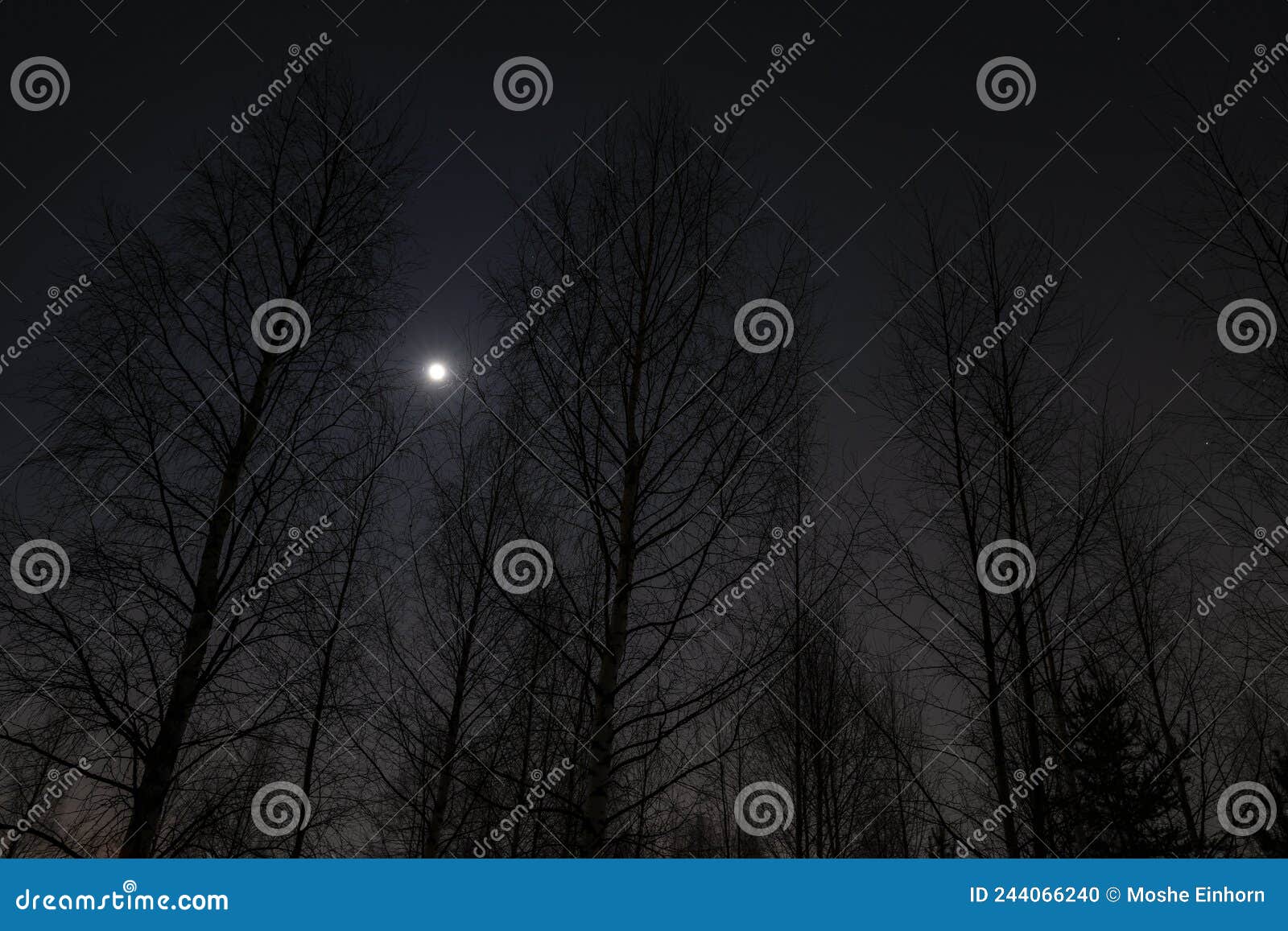 A Full Moon over a Forest stock photo. Image of night - 244066240
