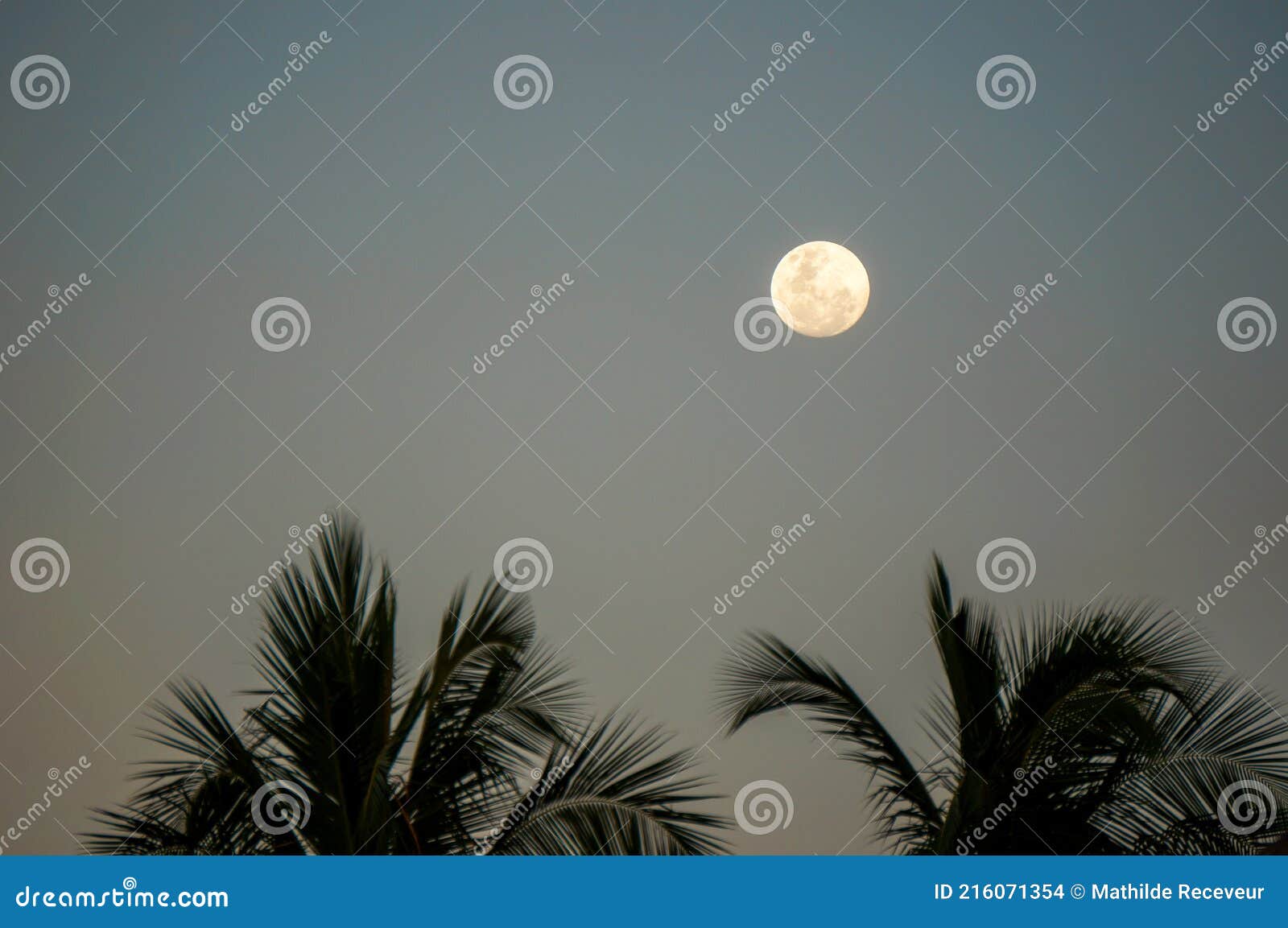 Full Moon Over the Palm Trees. Maldivian Night Stock Photo - Image of ...