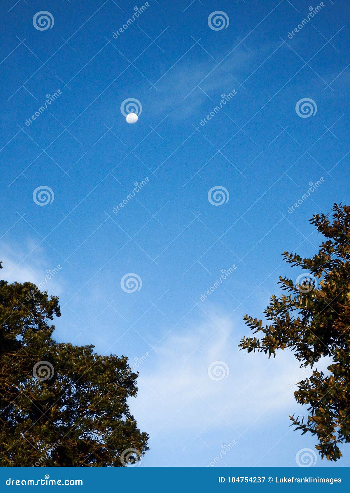 Full Moon Over Tree Line stock image. Image of life - 104754237