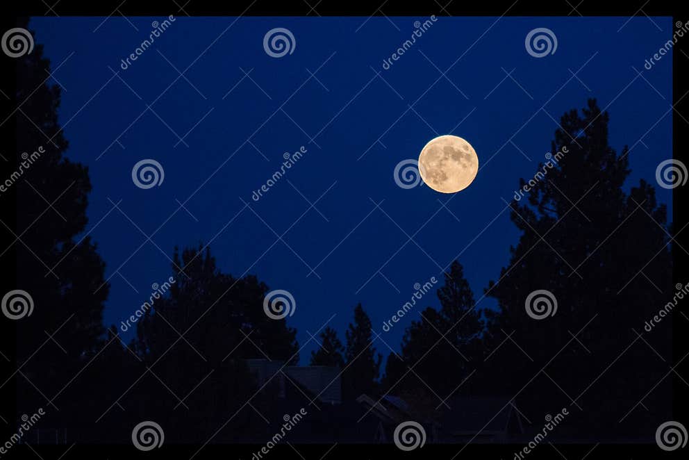 Full moon over trees stock image. Image of trees, bright - 35287685