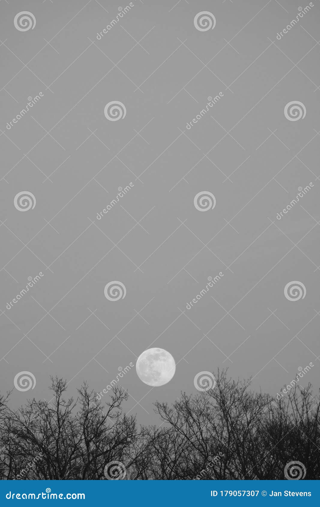 Full Moon Over Trees in Black and White Stock Image - Image of symbolic ...