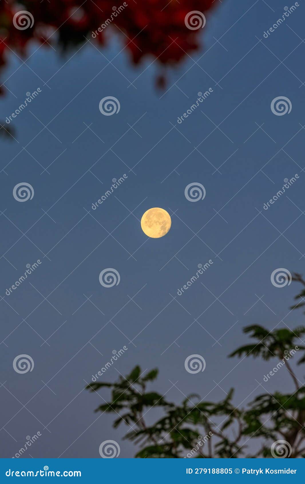 Full Moon Over the Trees in Egypt Stock Image - Image of meteorite ...