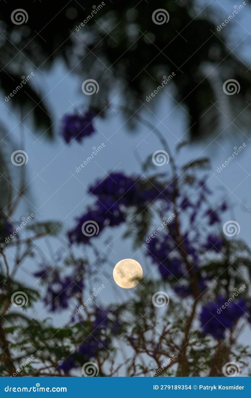 Full Moon Over the Trees in Egypt Stock Photo - Image of meteorite ...