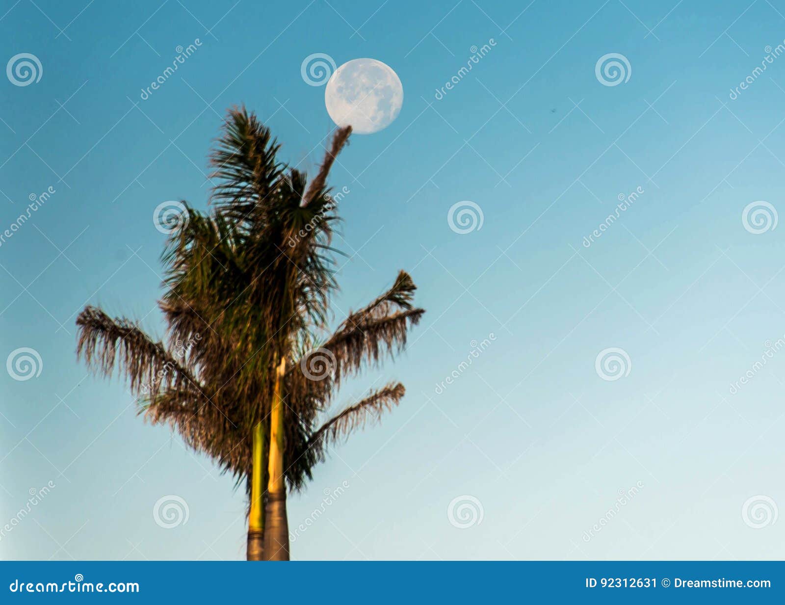 Full Moon Palm Tree Blue Sky Stock Image - Image of nature, tree: 92312631