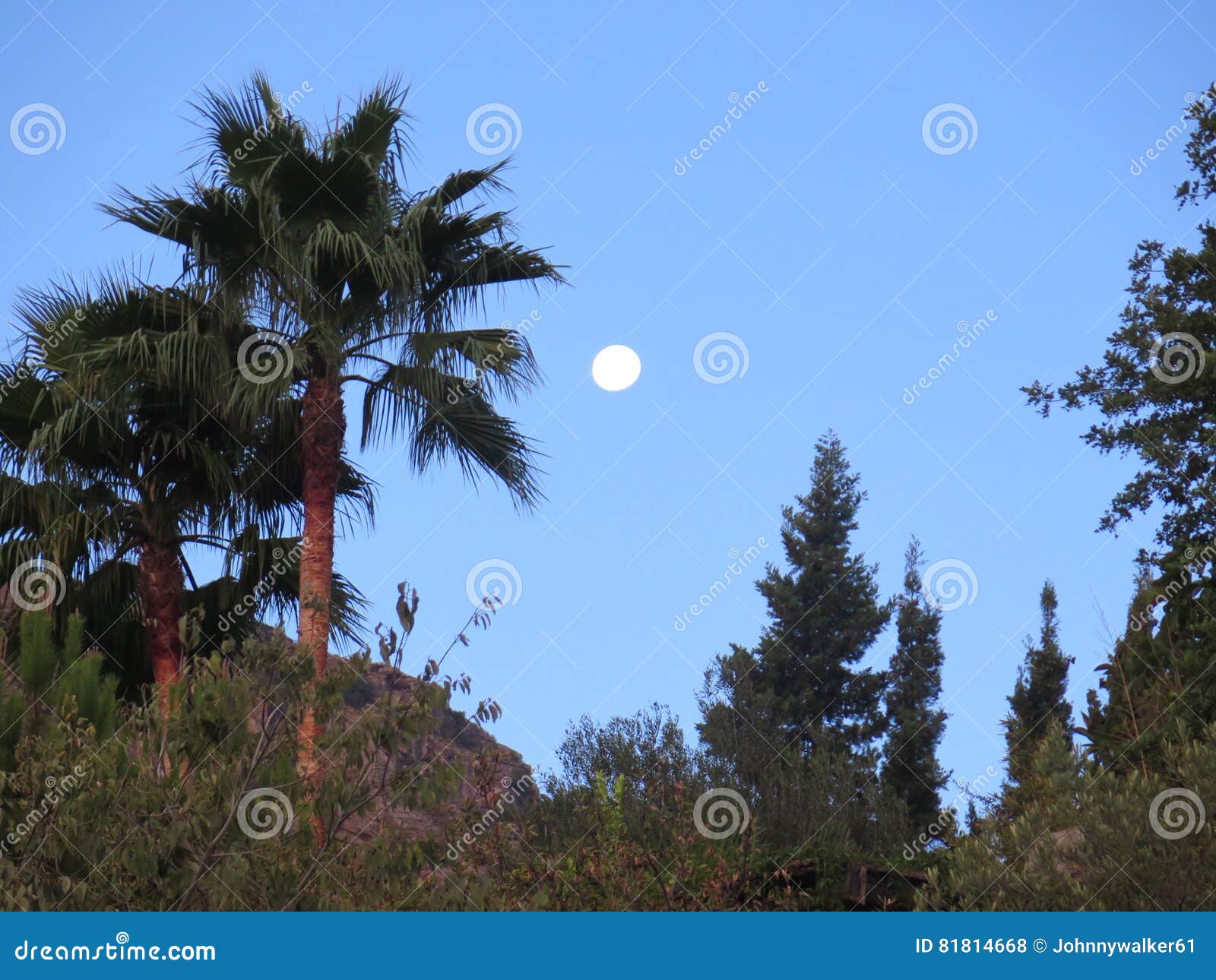 Full Moon and palm Tree stock photo. Image of dawn, palm - 81814668