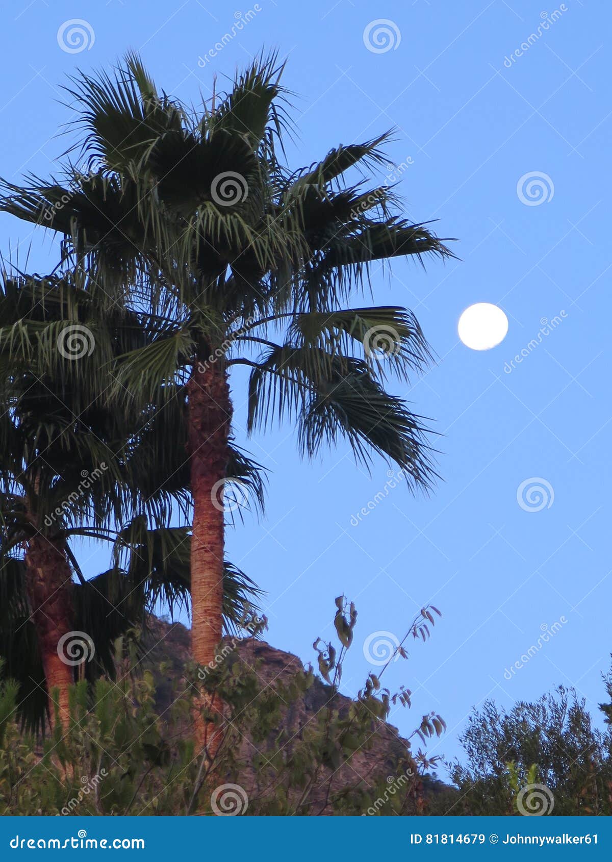 Full Moon and palm Tree stock image. Image of shadow - 81814679