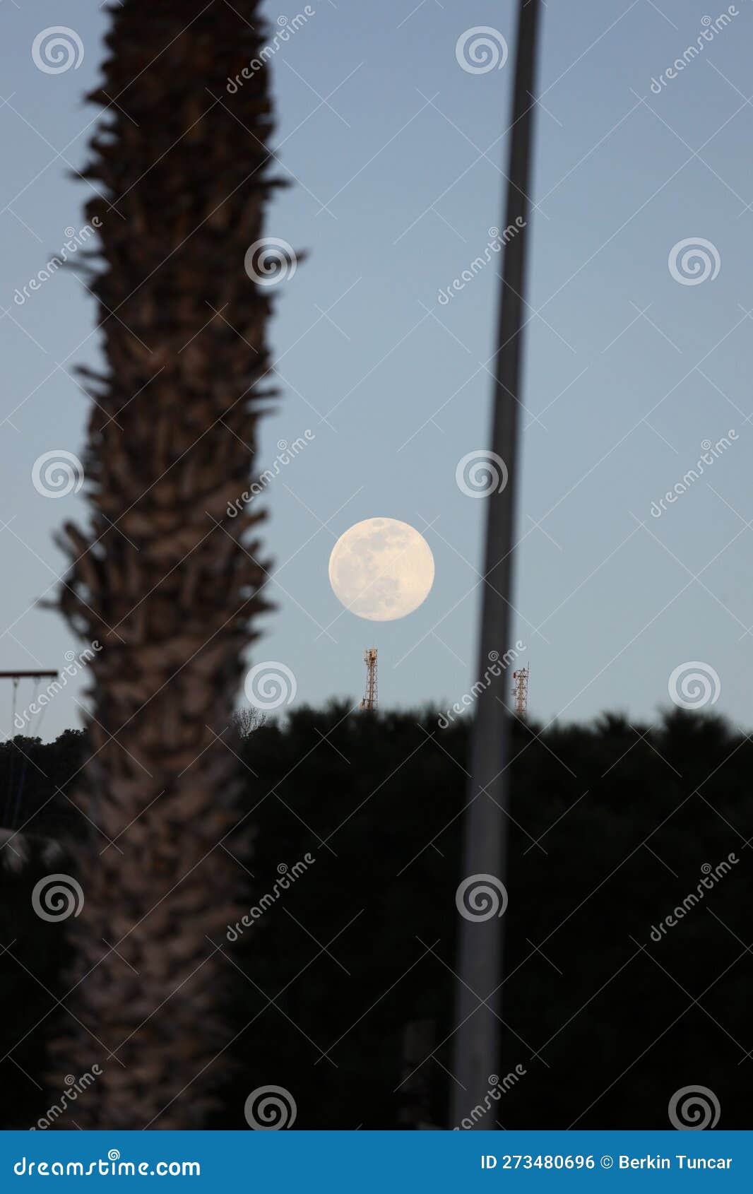 Full moon among palm trees stock photo. Image of dark - 273480696