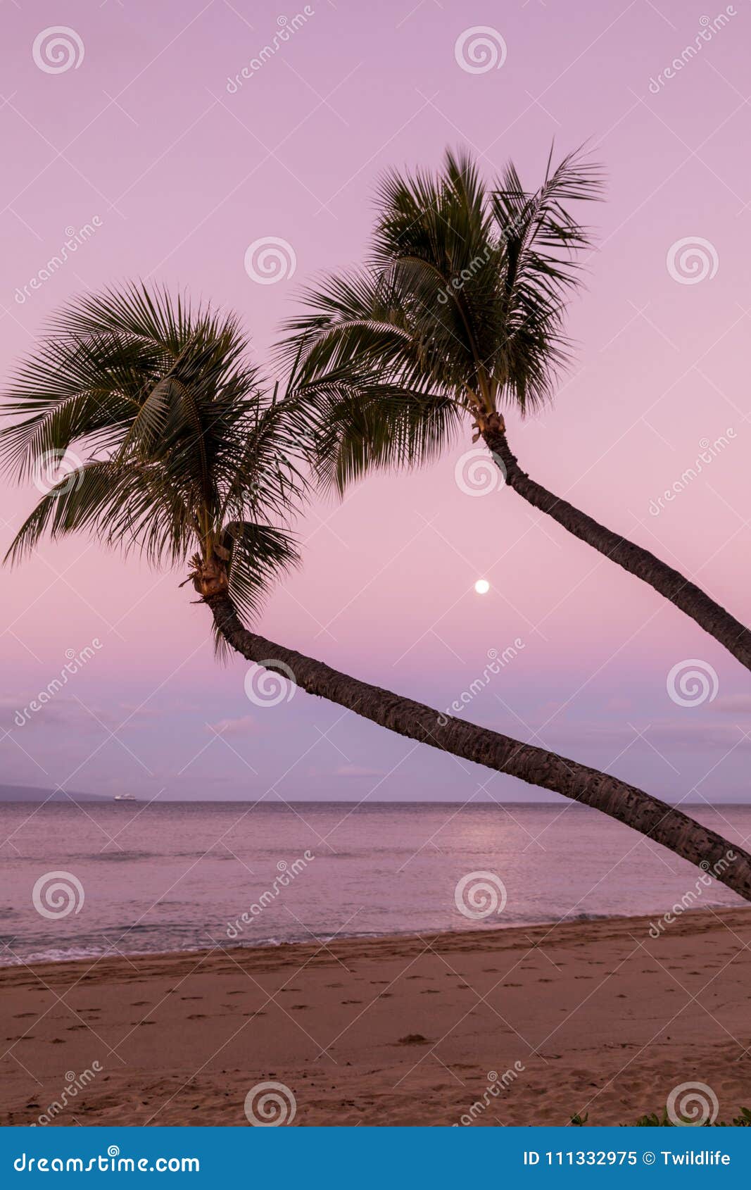 Moon and Palm Trees at Sunrise Stock Image - Image of landscape, nature ...
