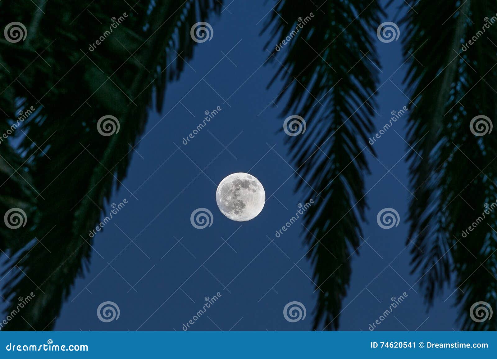 Full moon in paradise stock image. Image of earth, palm - 74620541