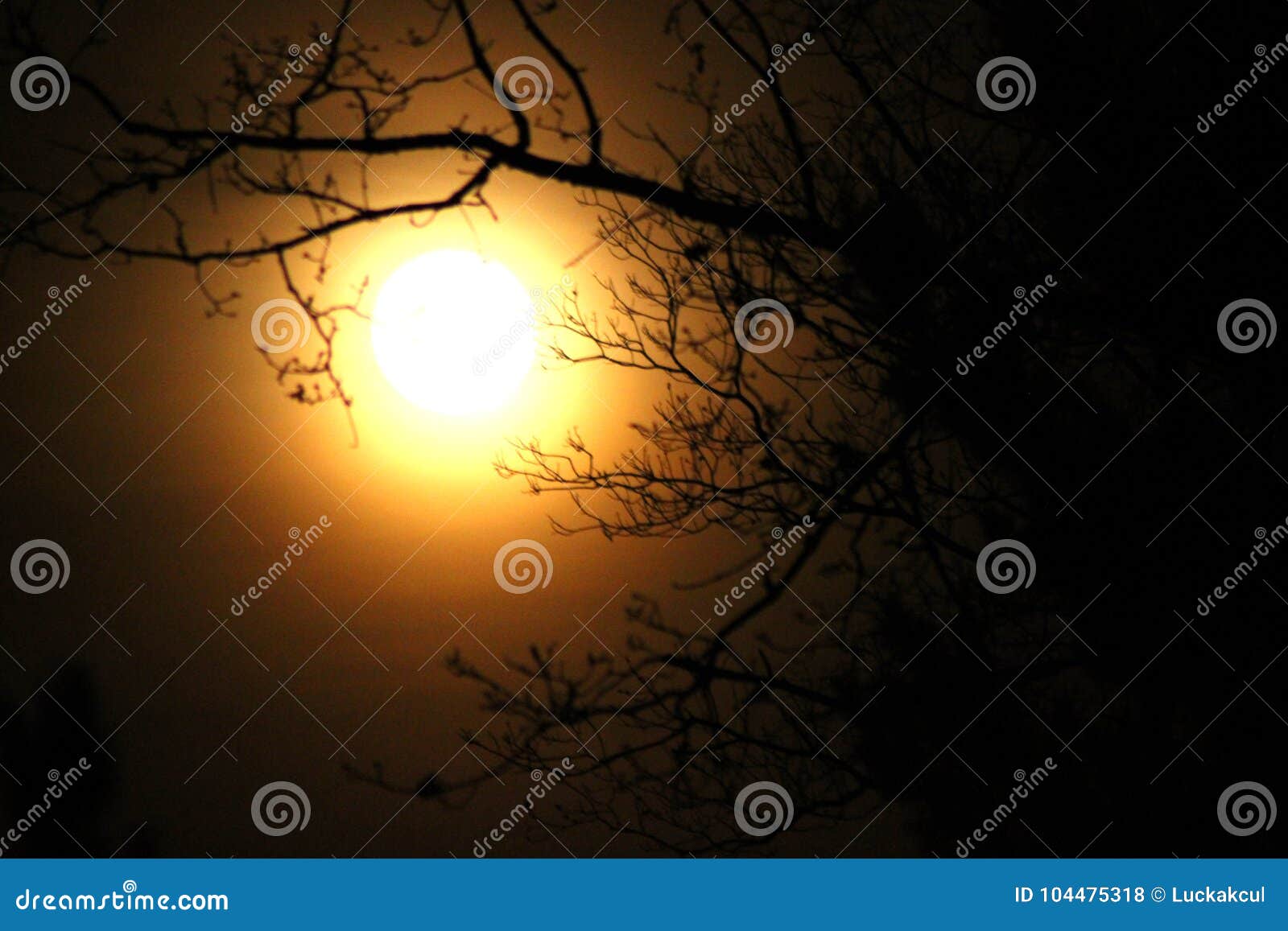 The Full Moon between Trees at Night. Stock Photo - Image of tree ...