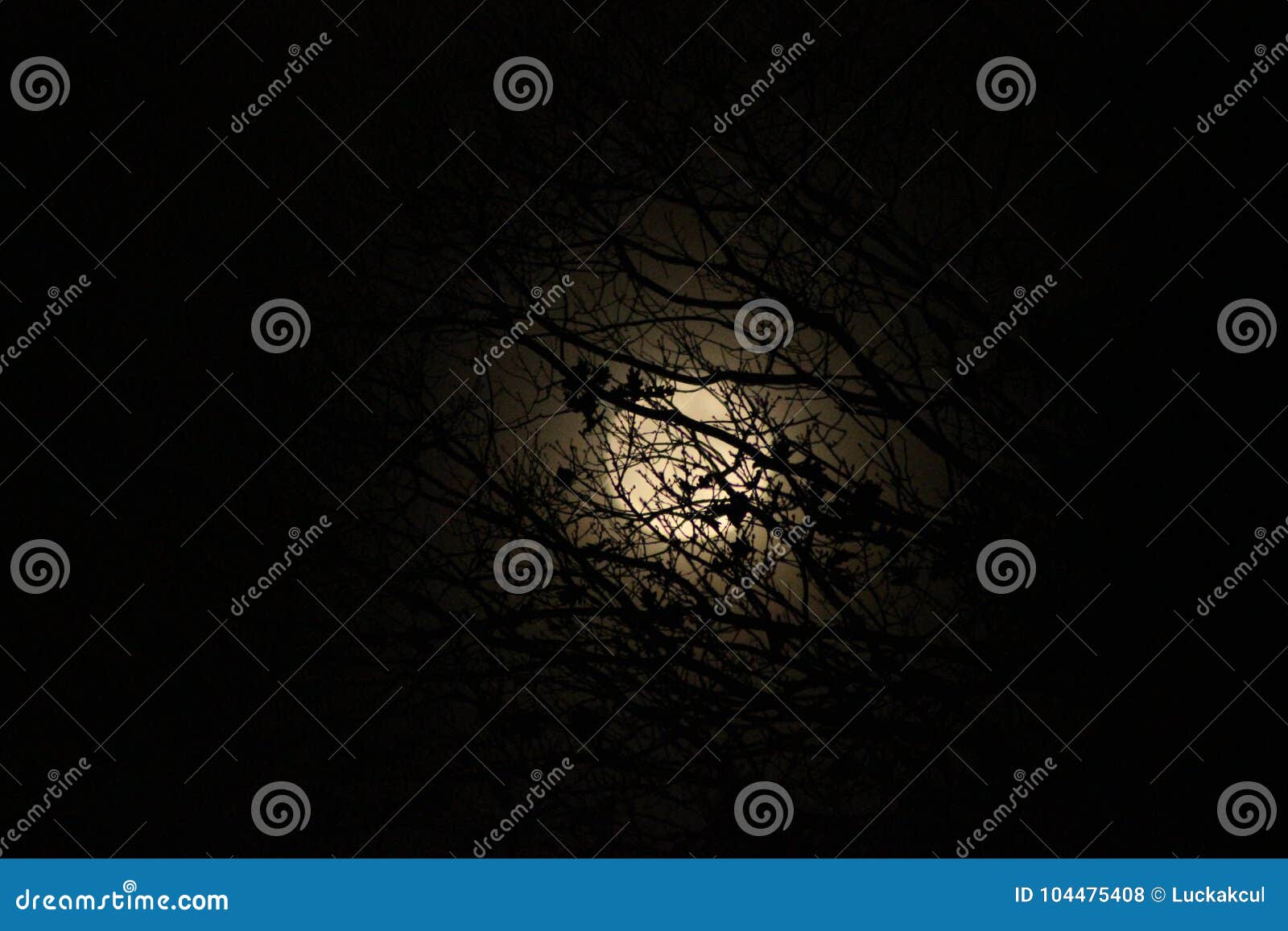 The Full Moon between Trees at Night. Stock Photo - Image of forest ...
