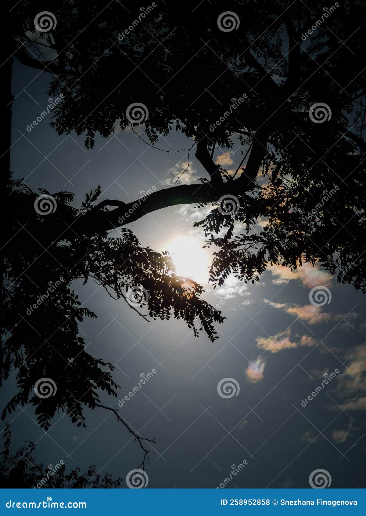 The Full Moon Peeps through the Trees Against the Backdrop of an ...