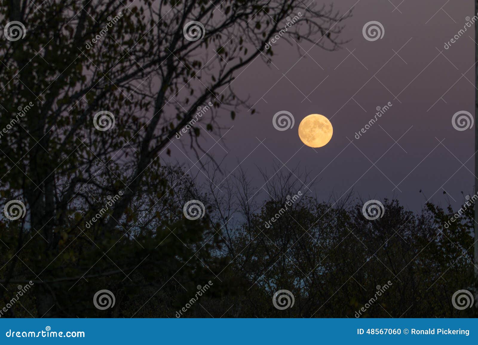Full Moon stock photo. Image of lunar, twilight, space - 48567060