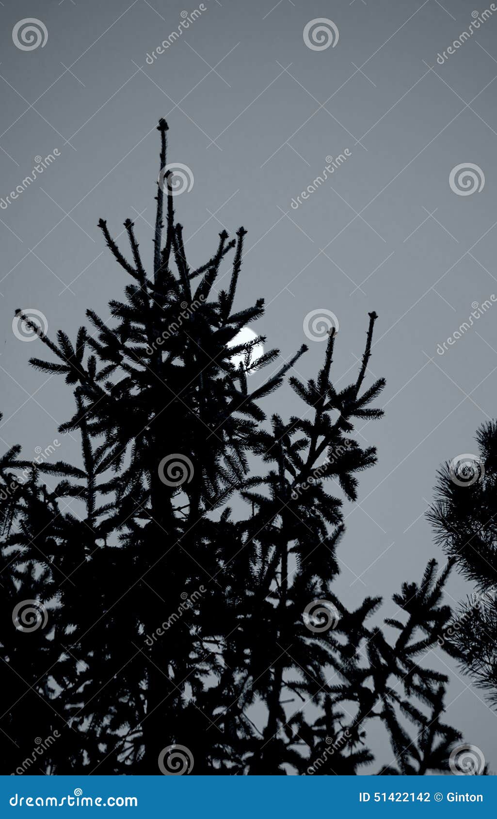 Full Moon in the Pine Forest Stock Photo - Image of tree, plant: 51422142