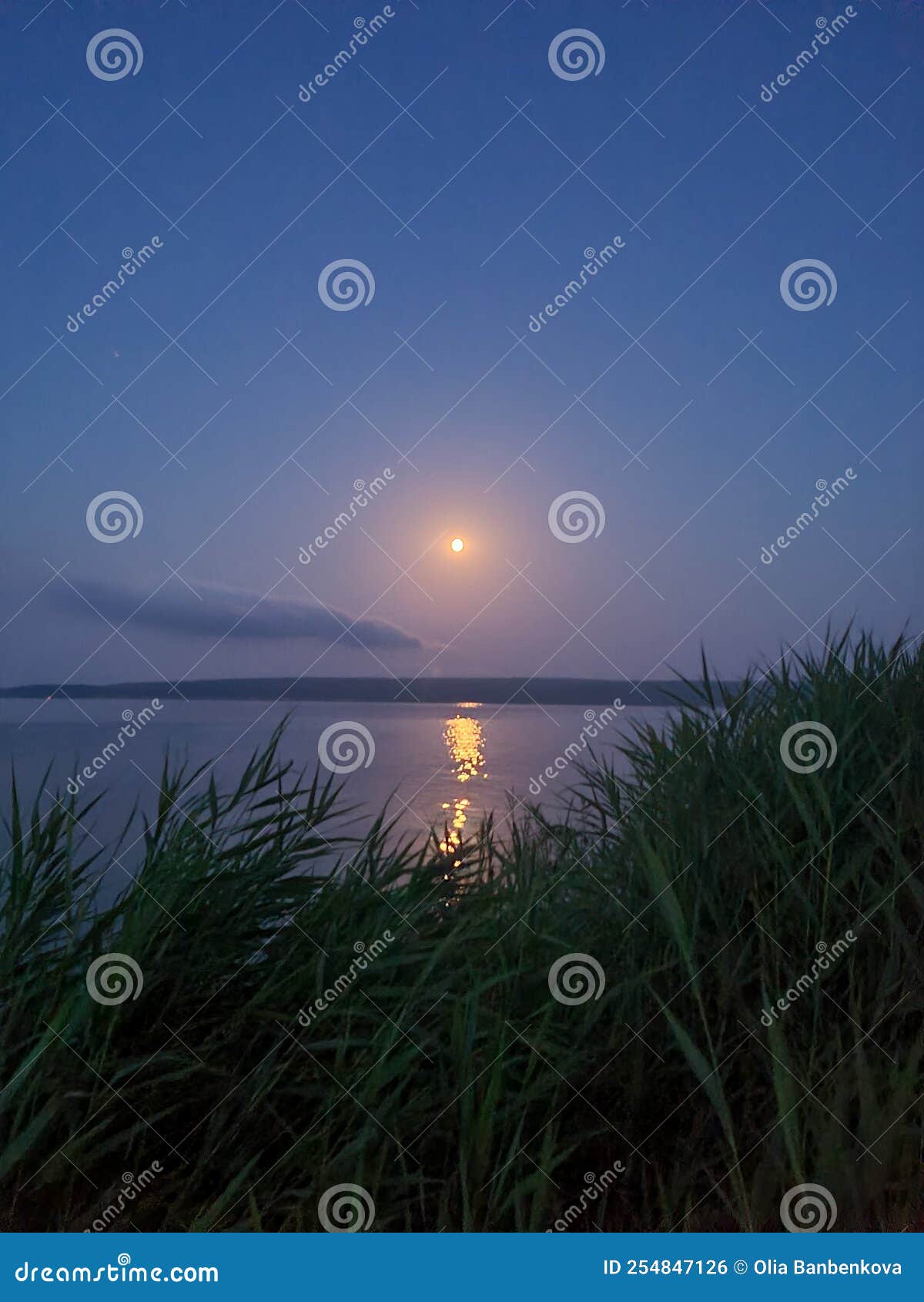 The Full Moon is Reflected in the Glare of the River, Reeds Admire it ...