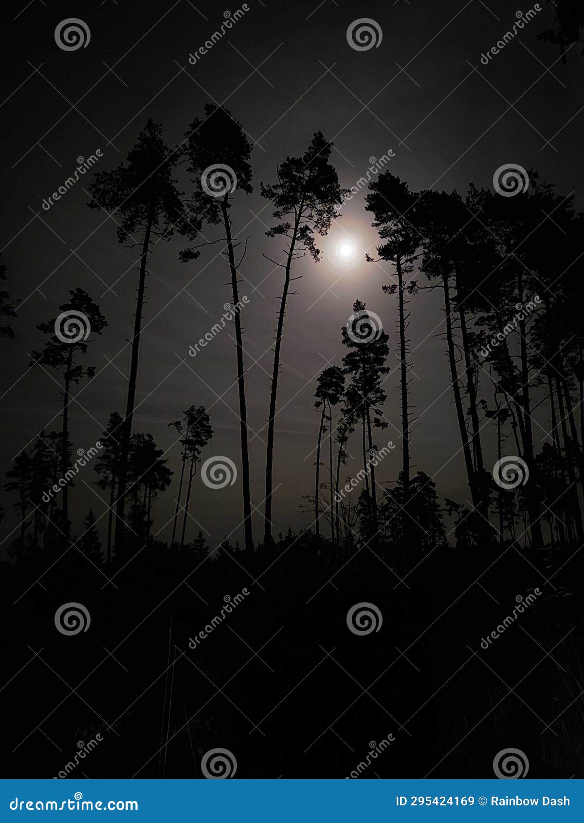 Full moon rise upon pines stock image. Image of rise - 295424169