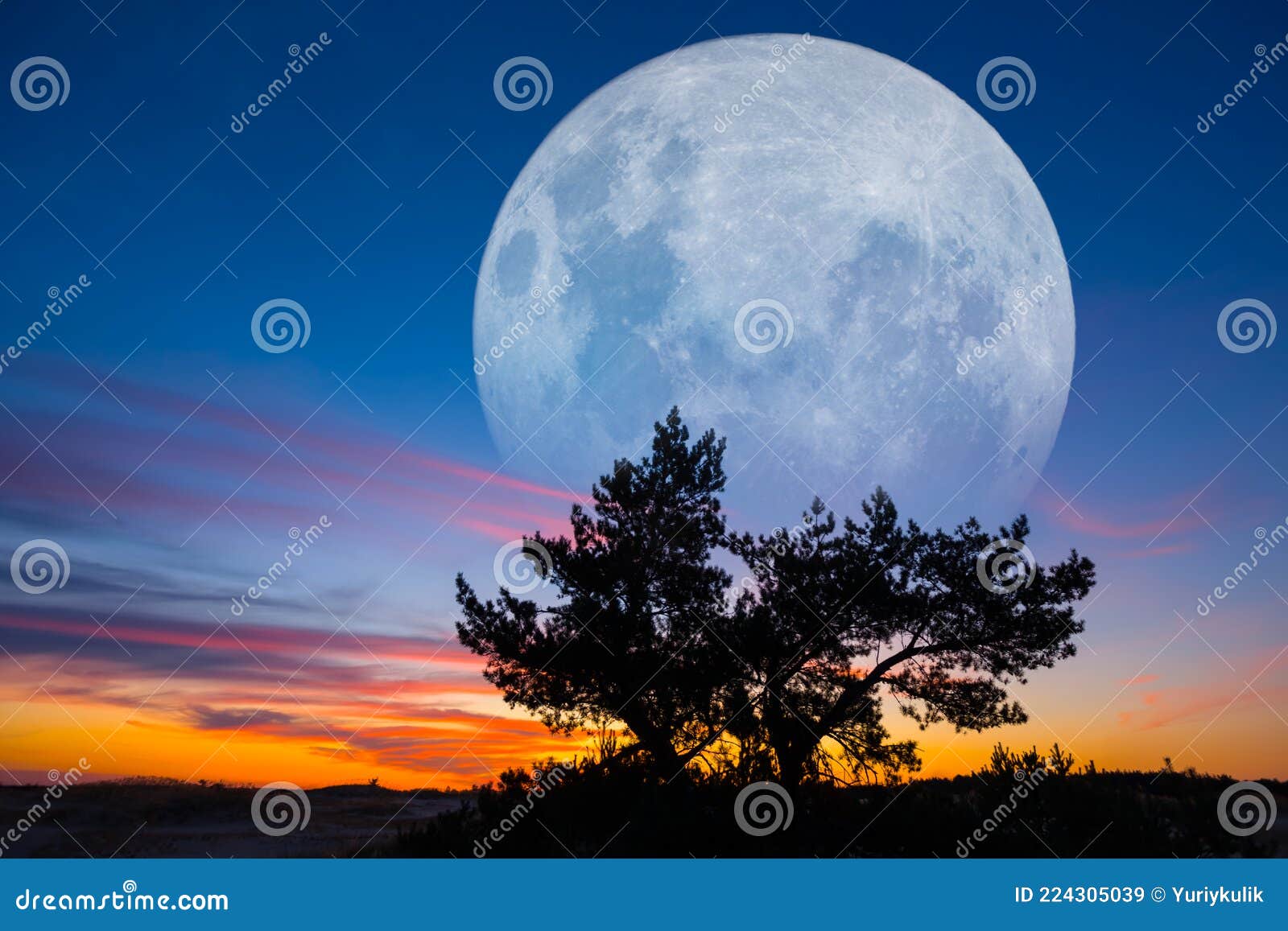 Full Moon Rising Over the Pine Tree Silhouette Stock Image - Image of ...