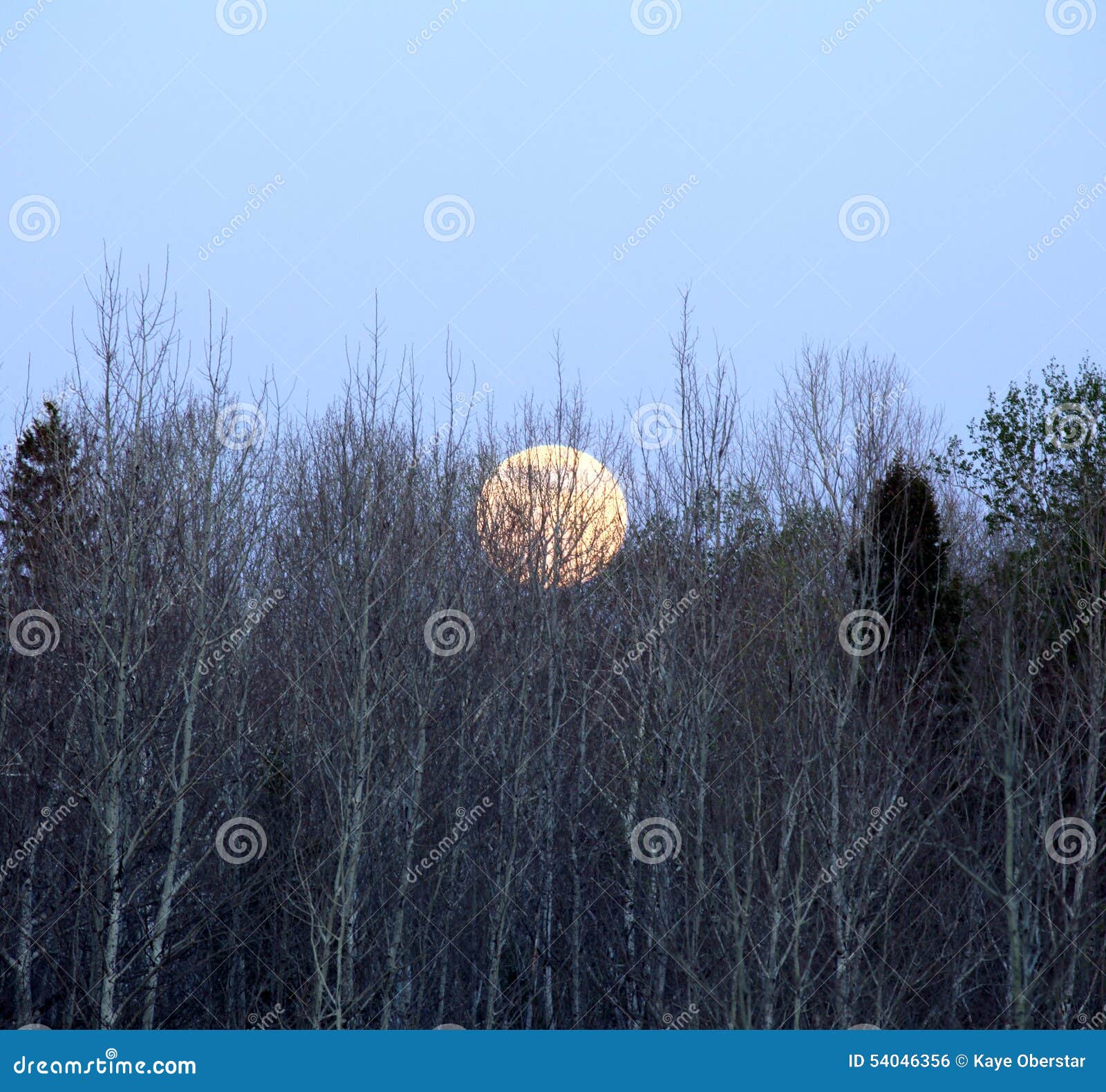 Full moon rising stock photo. Image of tree, full, tops - 54046356