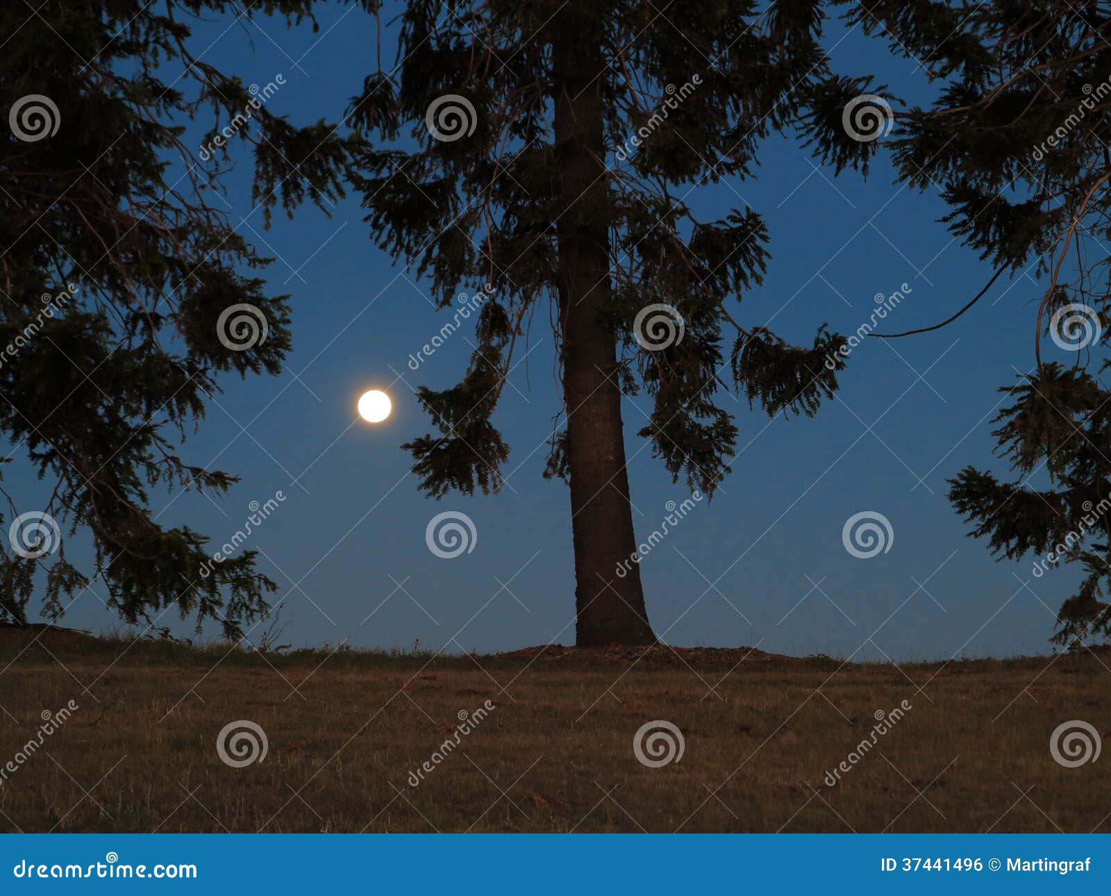 Pine Tree Silhouettes by Full Moon in Dark Blue Night Rural Scenery ...