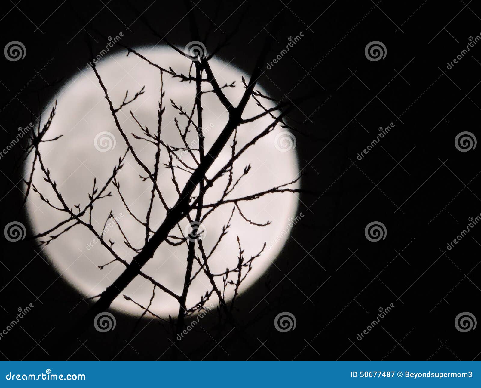 Full Moon that is Seen through Tree Branches Stock Image - Image of ...