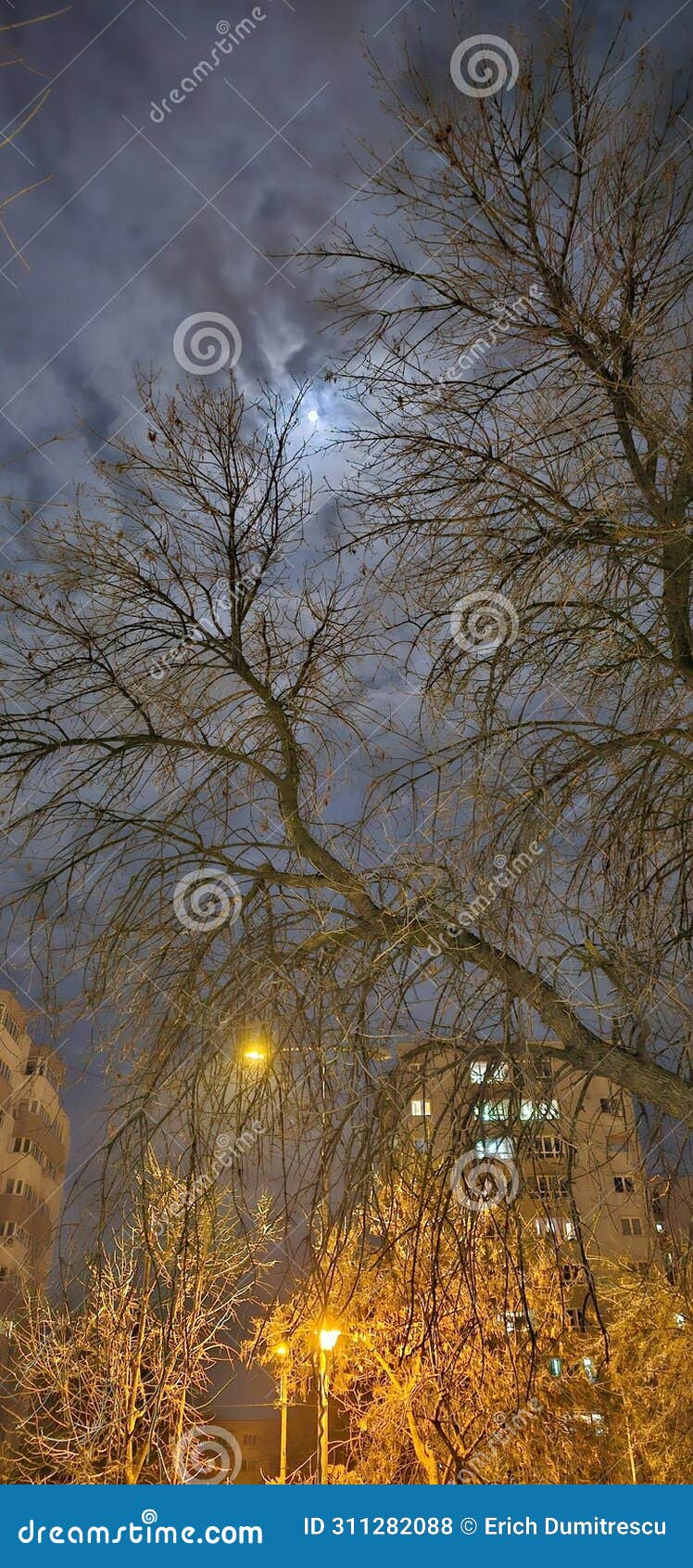 Full Moon between the Trees and Clouds Stock Photo - Image of ...