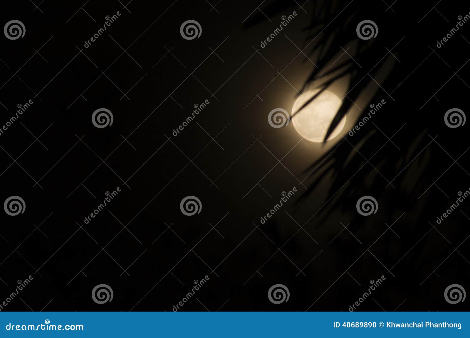 Full Moon with Shadow of Tree Stock Photo - Image of natural, bear ...