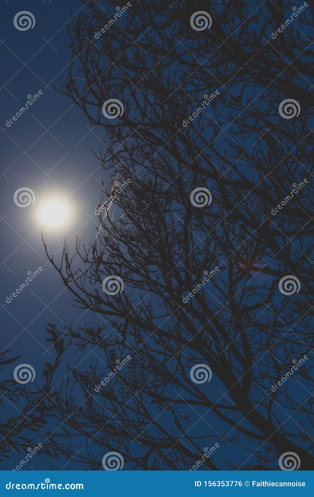 Full Moon Shining Bright Over Bare Tree Branches in the Darkeness Stock ...