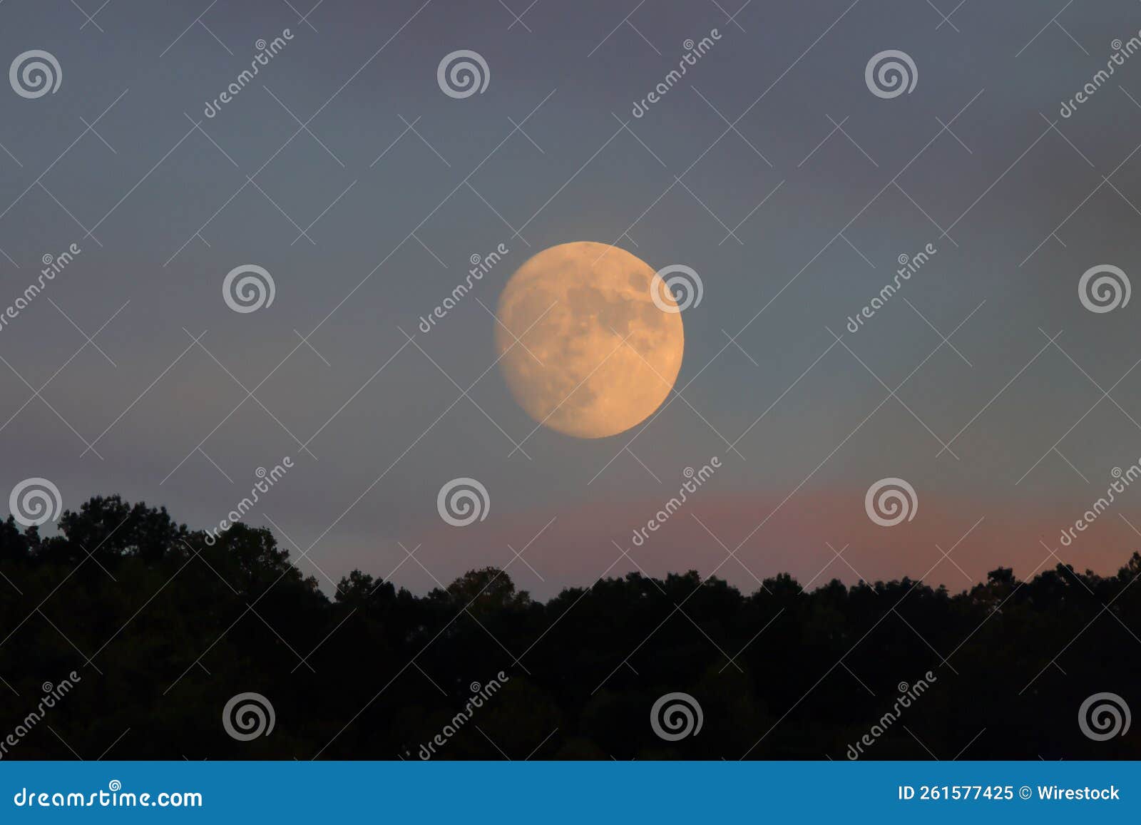 Full Moon with Silhouettes of Trees in the Foreground Stock Image ...