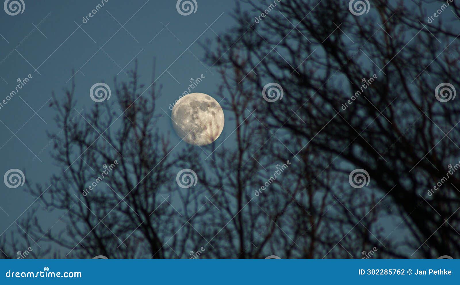 Detailed Full Moon with a Tree Stock Photo - Image of silhouette, night ...