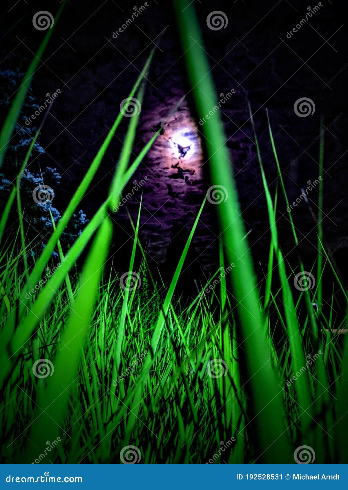 The Full Moon through Tall Grass Stock Image - Image of lawn, plant ...