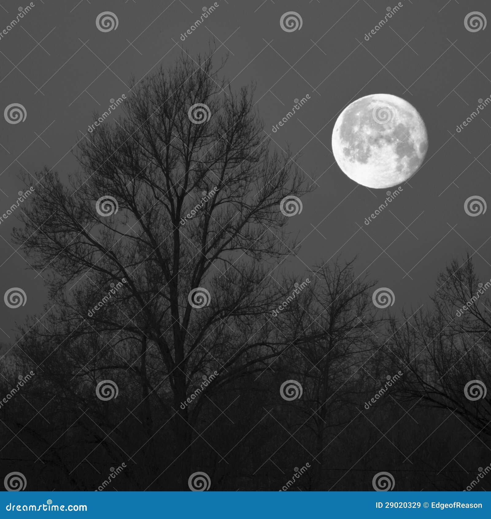 Full Moon and Tree stock image. Image of tree, fullmoon - 29020329