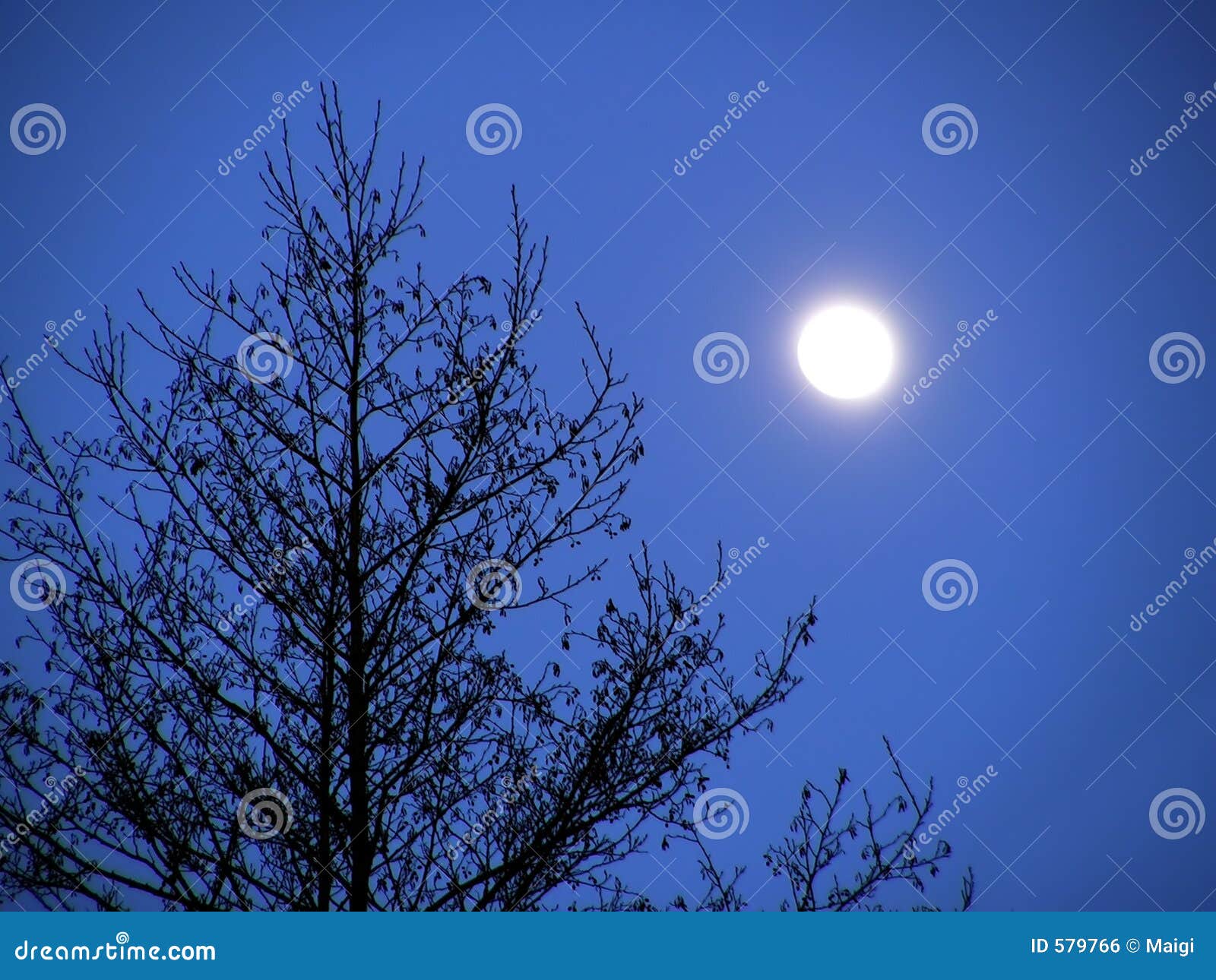 Moon Tree Stock Images - Download 33,285 Royalty Free Photos