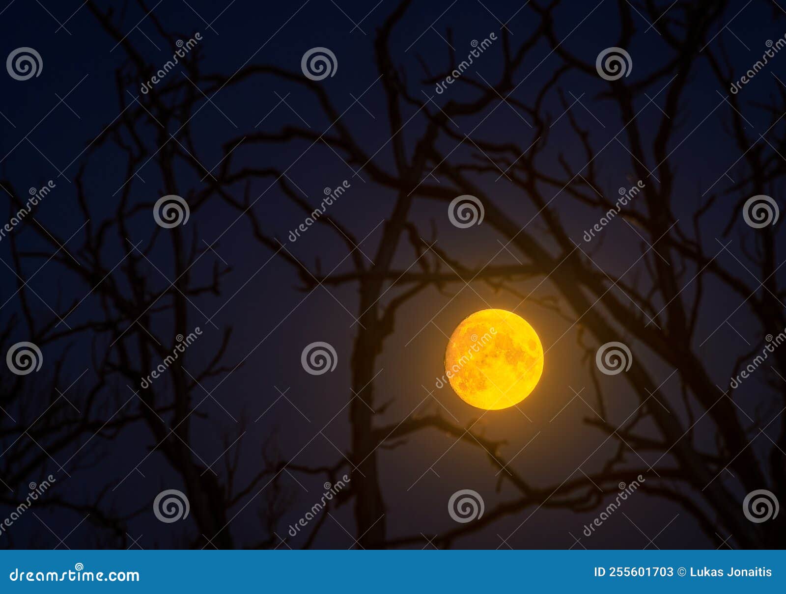 Full Moon between Tree Branches, Moon Glow Stock Image - Image of space ...