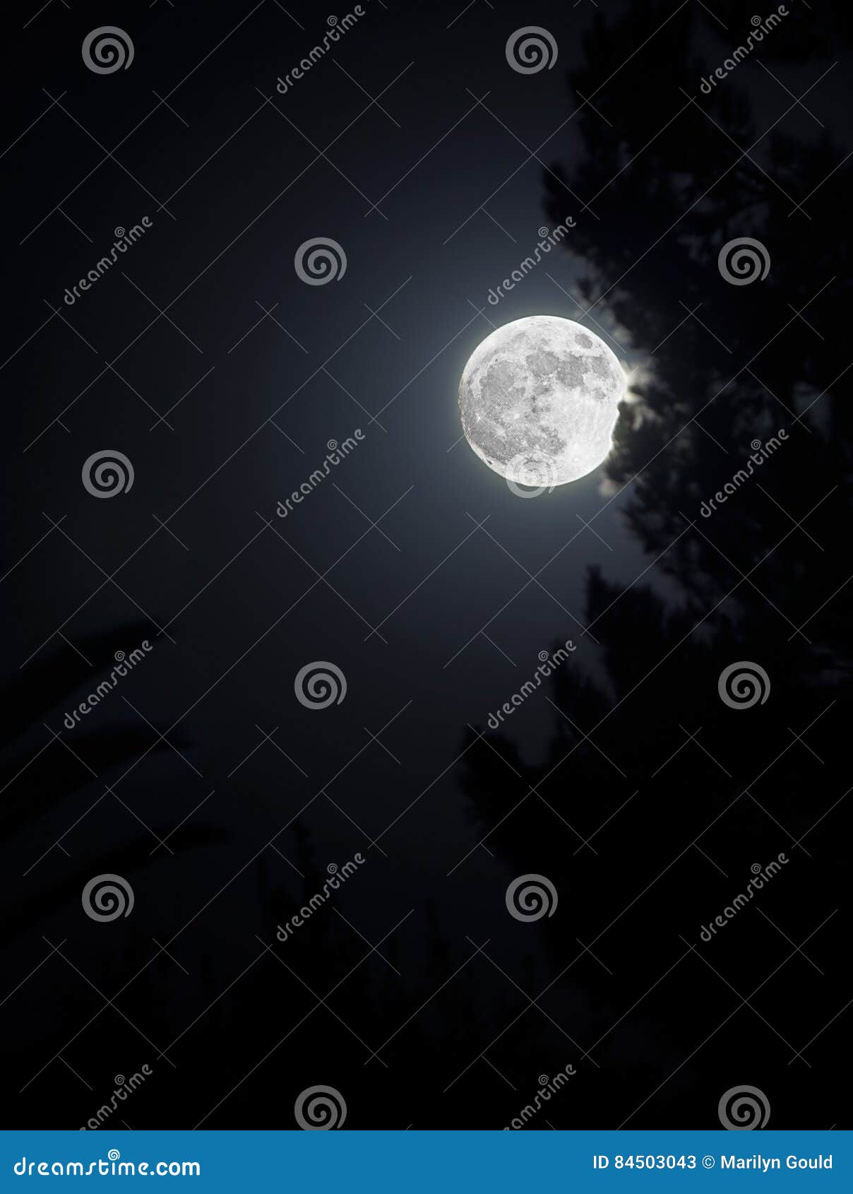 Full Moon Tree stock image. Image of planetarium, full - 84503043