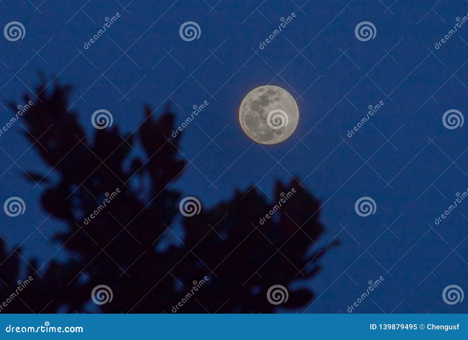 Night moon, and tree stock image. Image of bright, horizon - 139879495