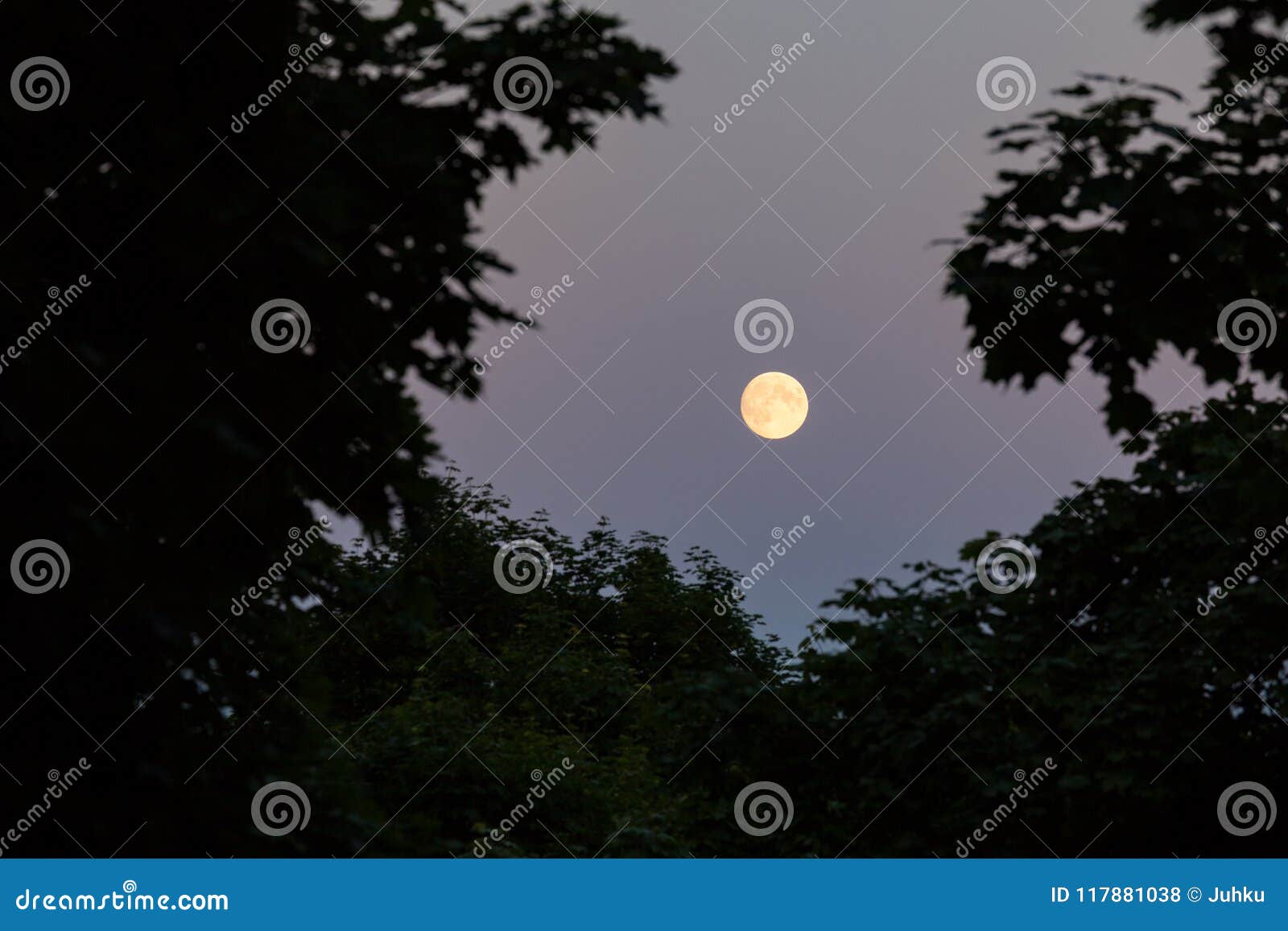 Full moon between trees stock photo. Image of forest - 117881038