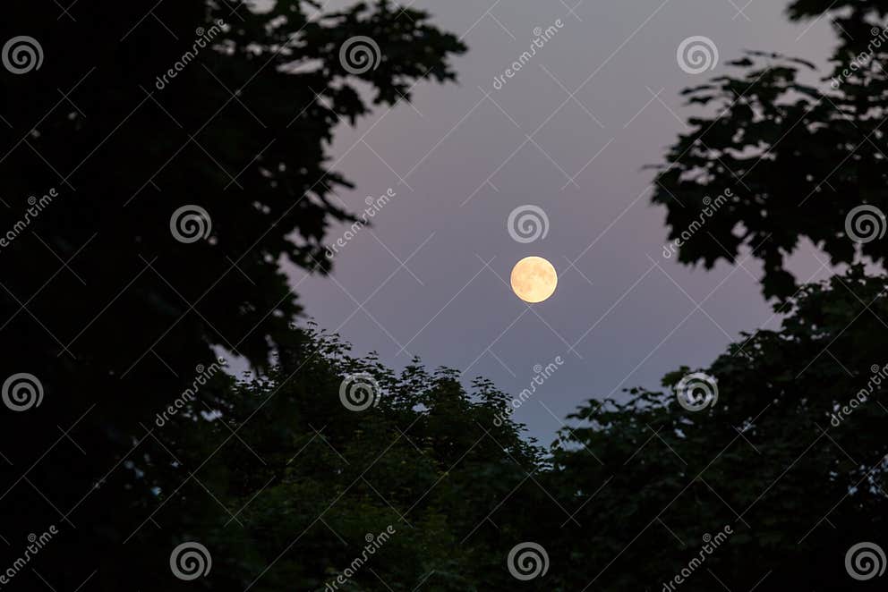 Full moon between trees stock photo. Image of forest - 117881038