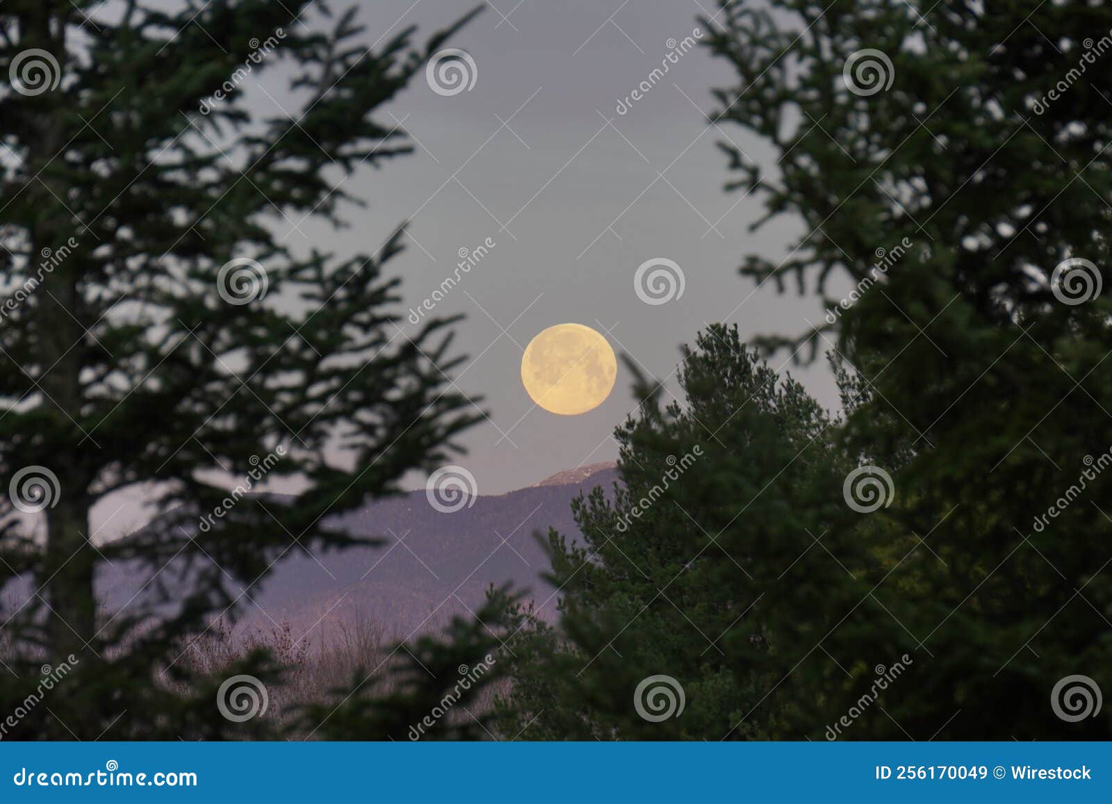 Full Moon with Trees on the Foreground Stock Image - Image of clouds ...