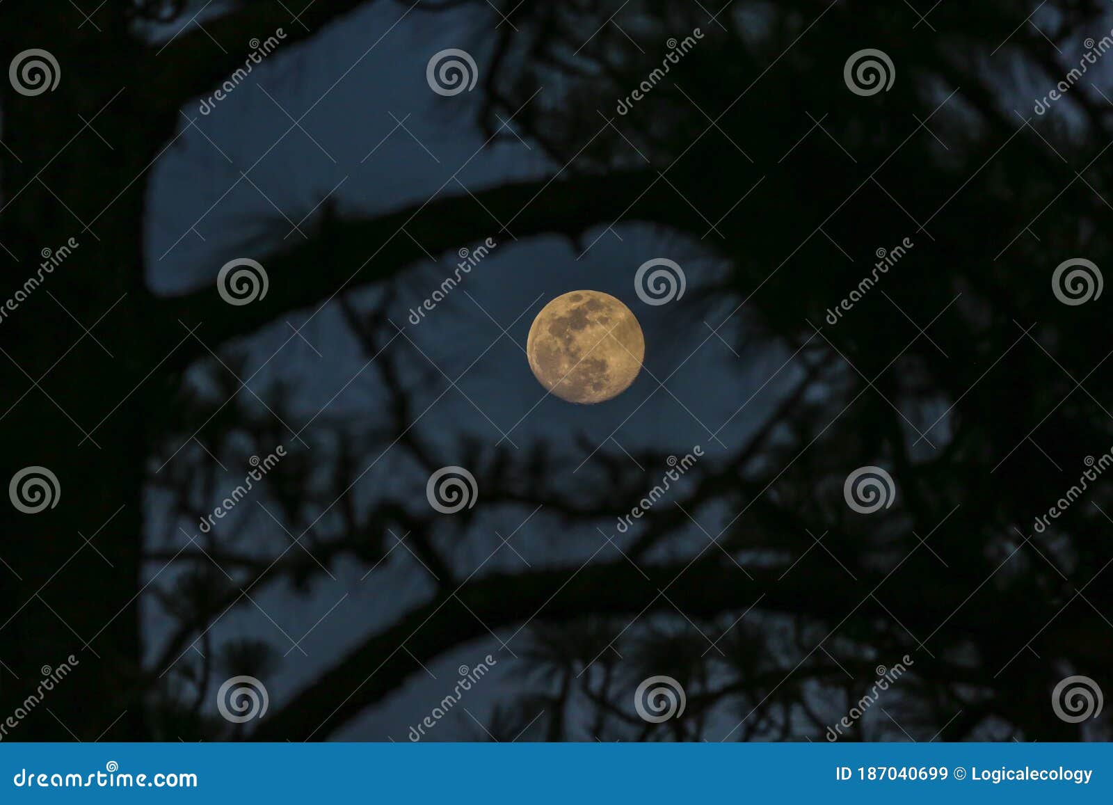 Full Moon through the Trees Stock Image - Image of peaceful, trees ...