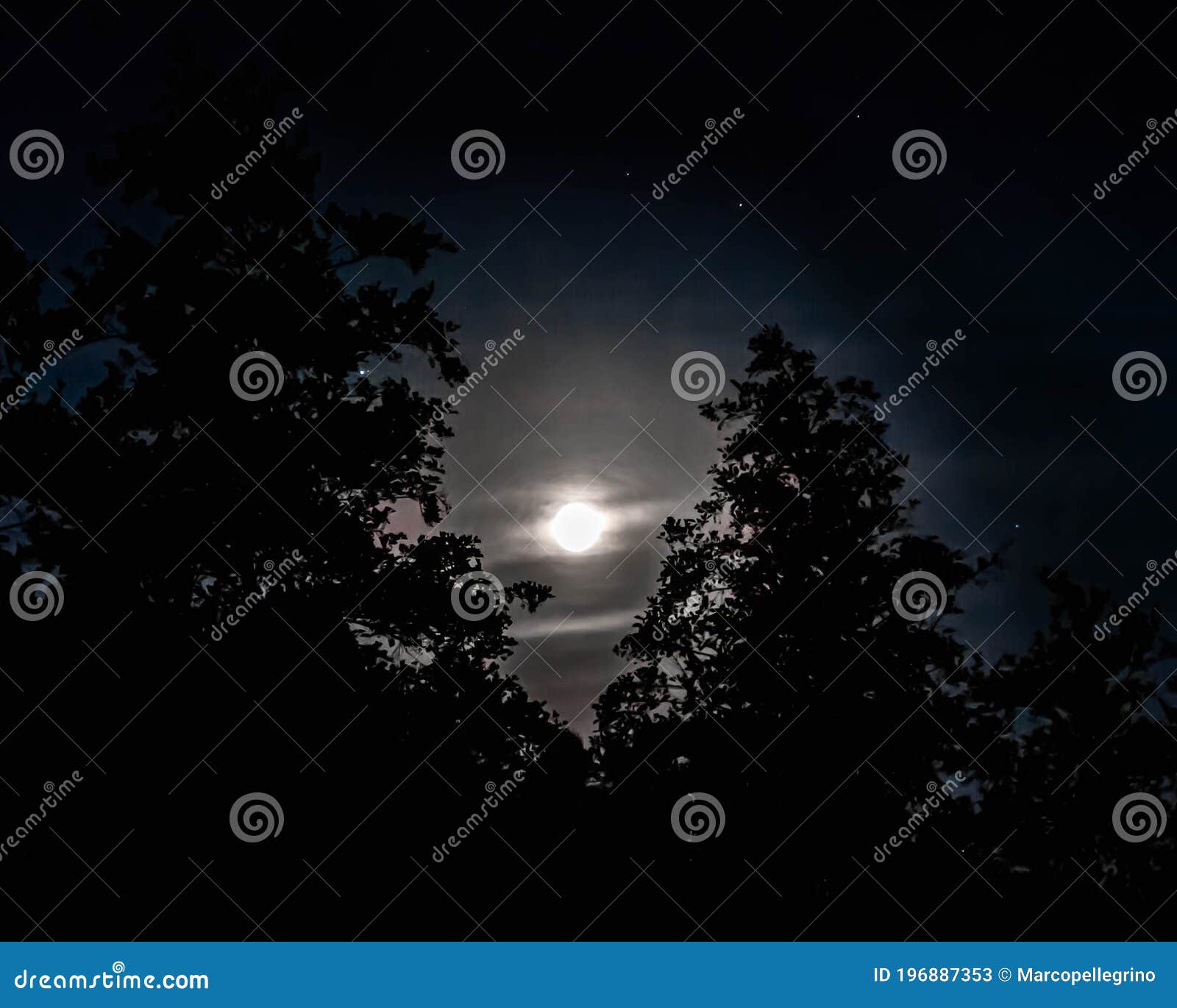 Full moon between trees stock image. Image of astronomy - 196887353