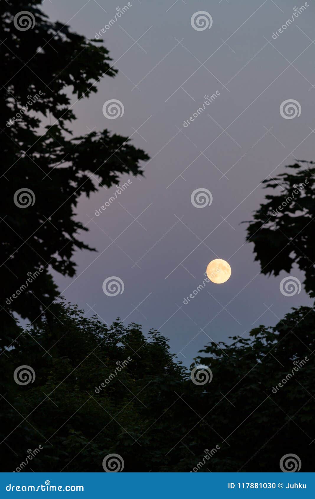 Full moon between trees stock photo. Image of foliage - 117881030