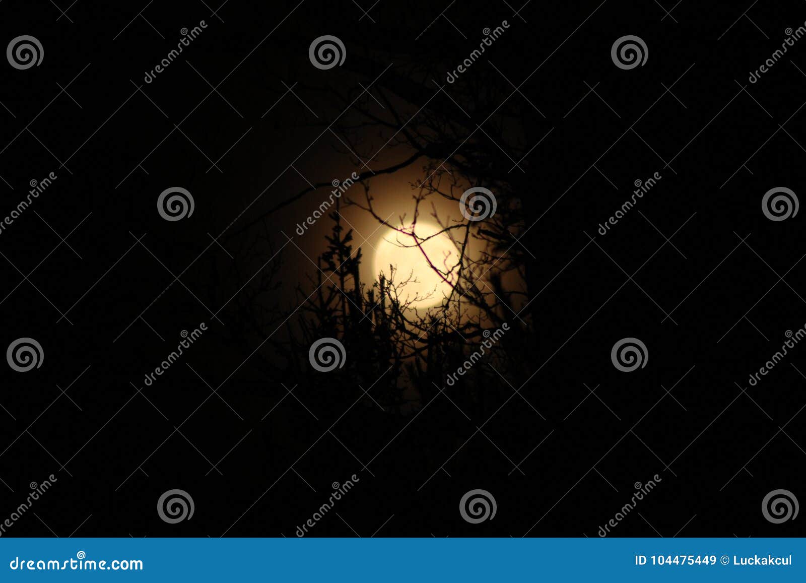 The Full Moon between Trees at Night. Stock Image - Image of universe ...