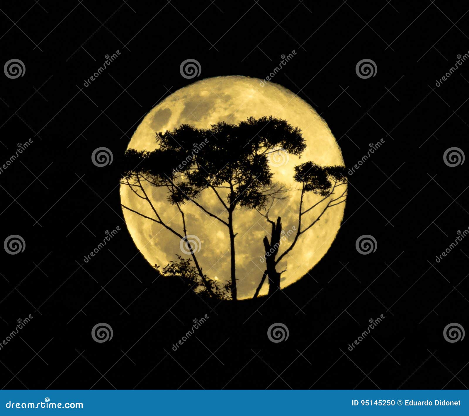 Full moon with trees stock photo. Image of moonlight - 95145250