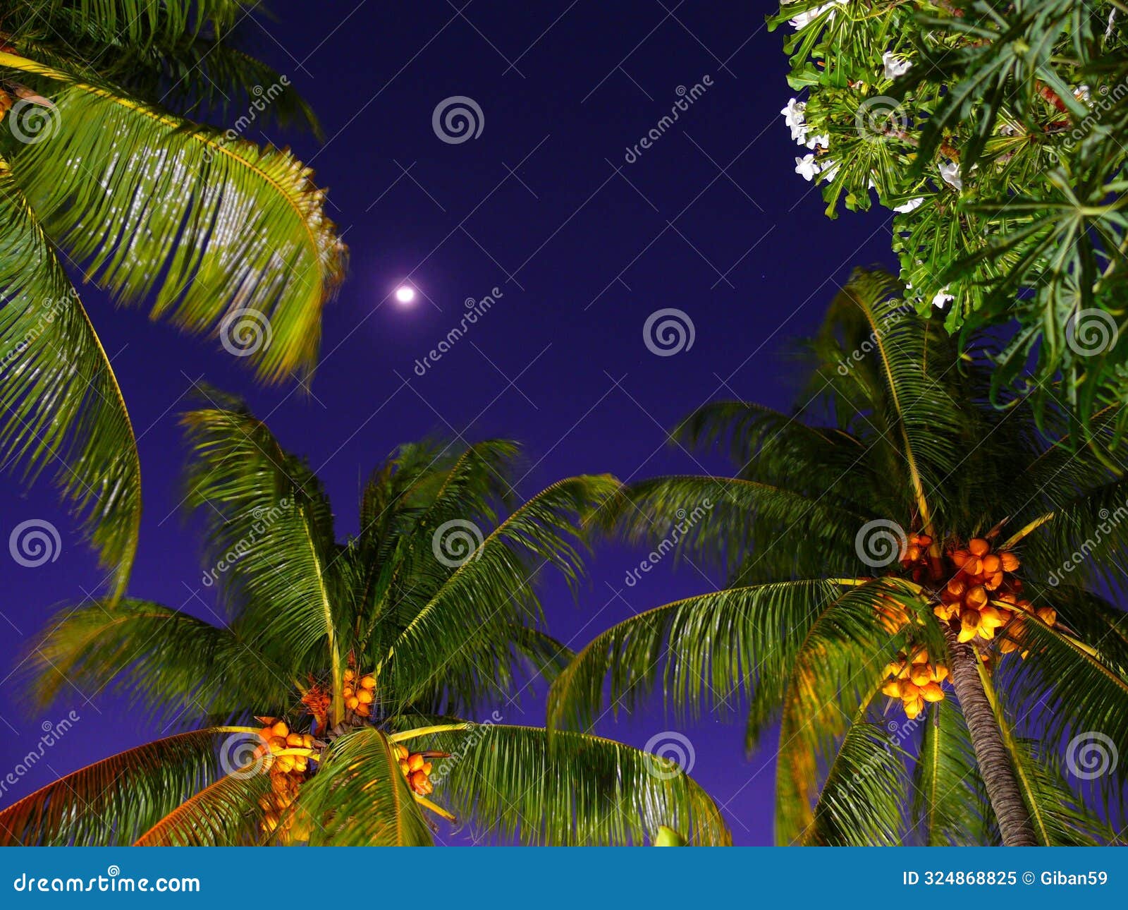 Full Moon Under the Coconut Trees Stock Image - Image of tree, purple ...