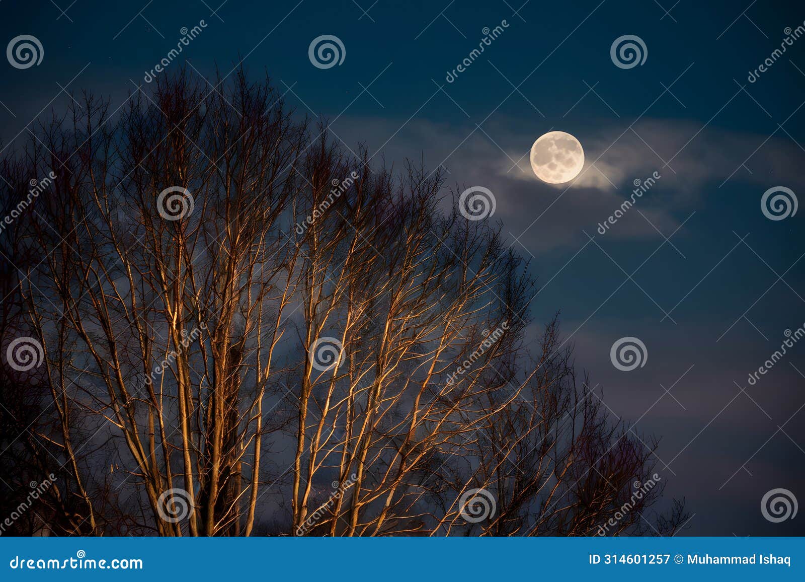 Full Moonlight Illuminates Tree Branches in a Dark Night Sky Stock ...