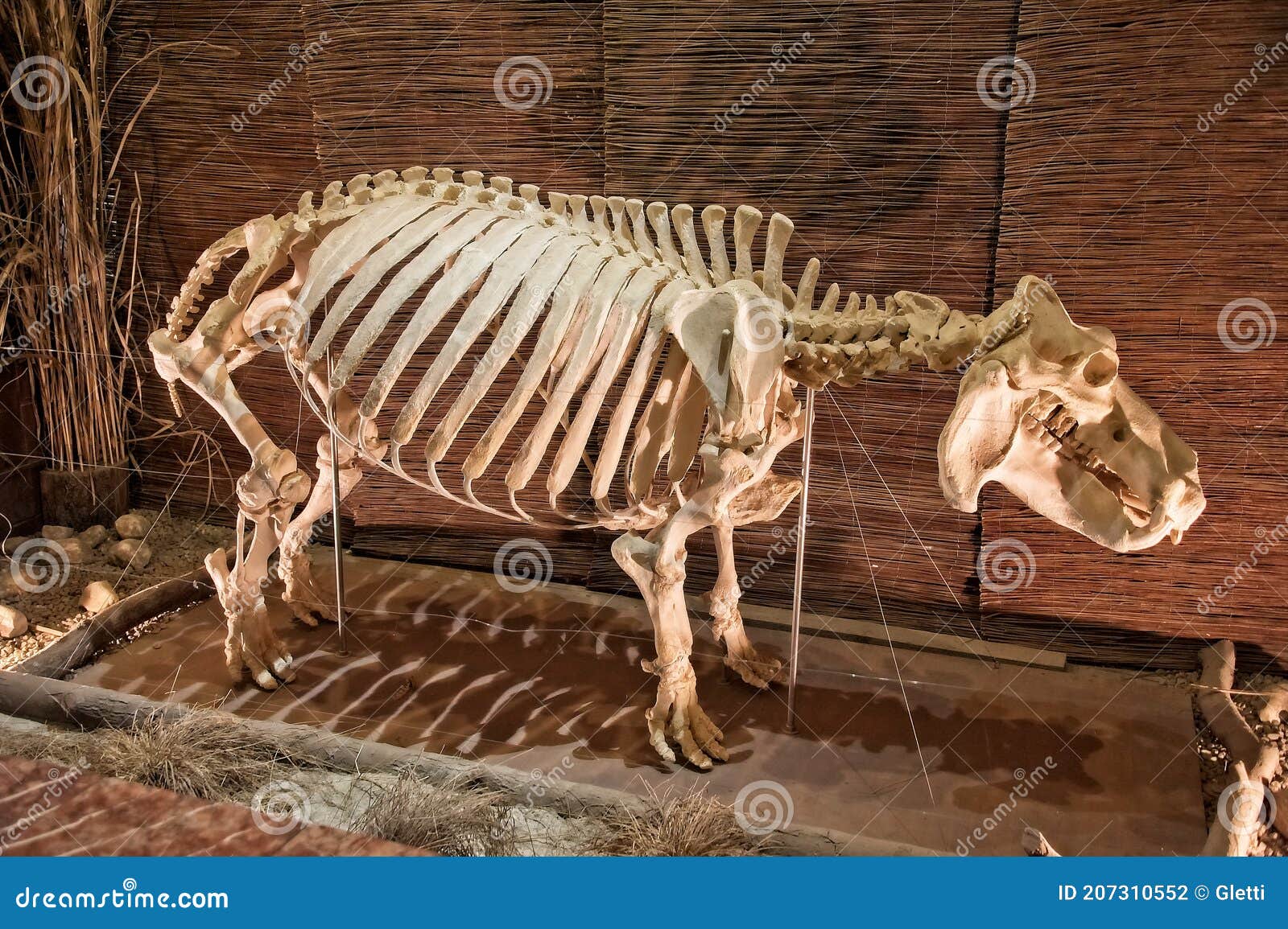Full Hippopotamus Skeleton Statue on Display Editorial Photography ...