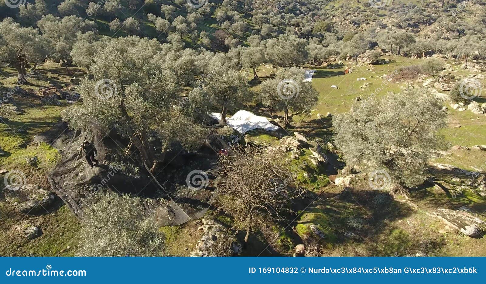 Full of Olive Tree on Mountain Aerial Stock Footage - Video of green ...