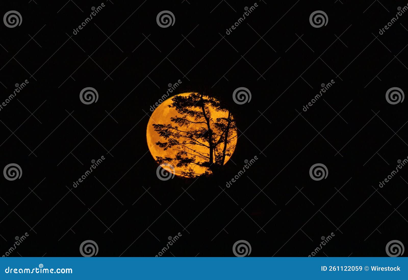 Full Orange Moon with a Silhouette of a Tree. Stock Image - Image of ...