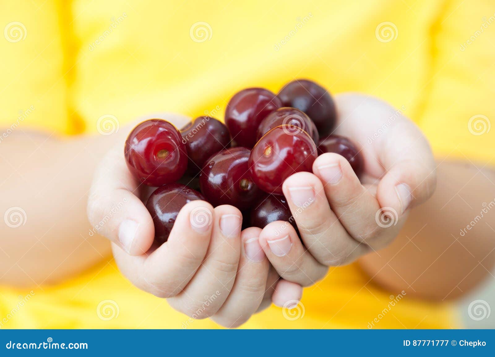 Full Palm Ripe Cherries in Hands of the Boy Stock Image - Image of ...