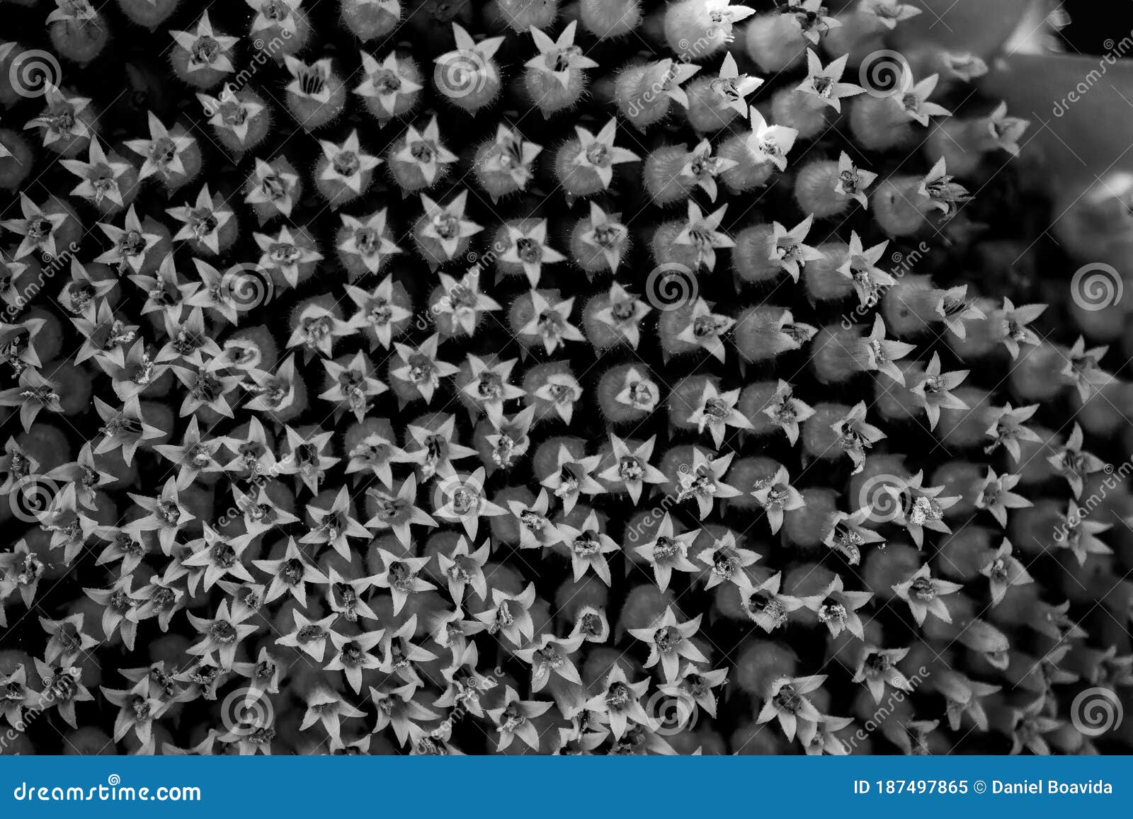 Full Pattern of a Sunflower Center Pattern Stock Image - Image of ...